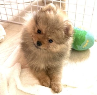 ポメラニアン男の子 - PRECIOUS MILK