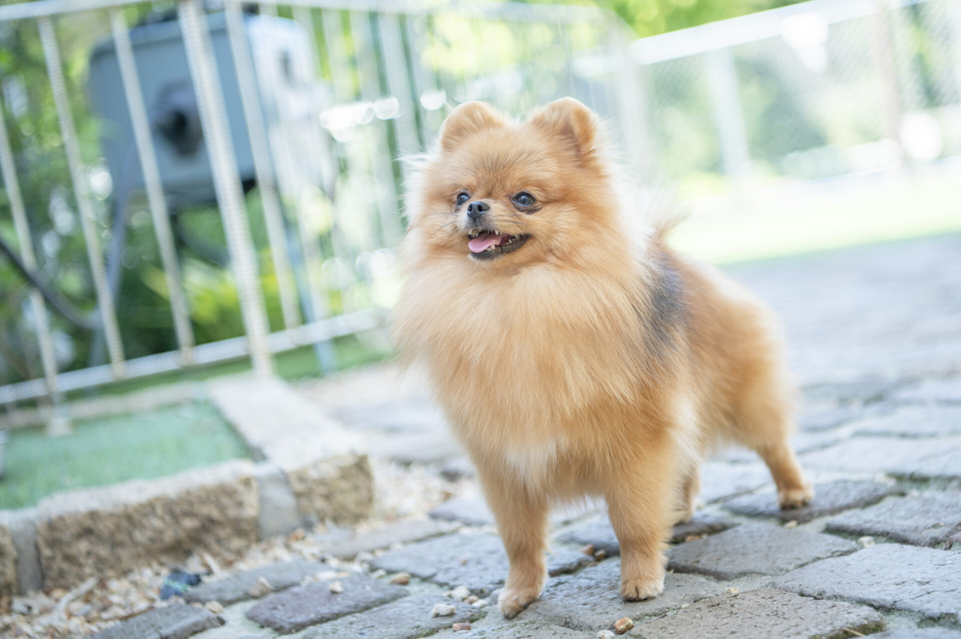 ウェブサイトを公開しました - PRECIOUS MILK